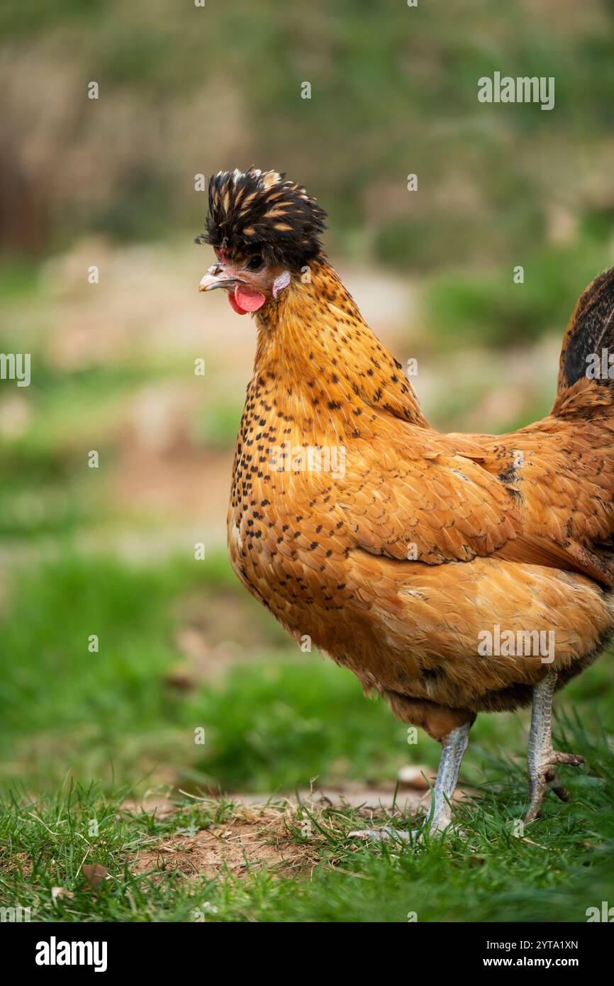 Paduan chicken hi-res stock photography and images - Alamy