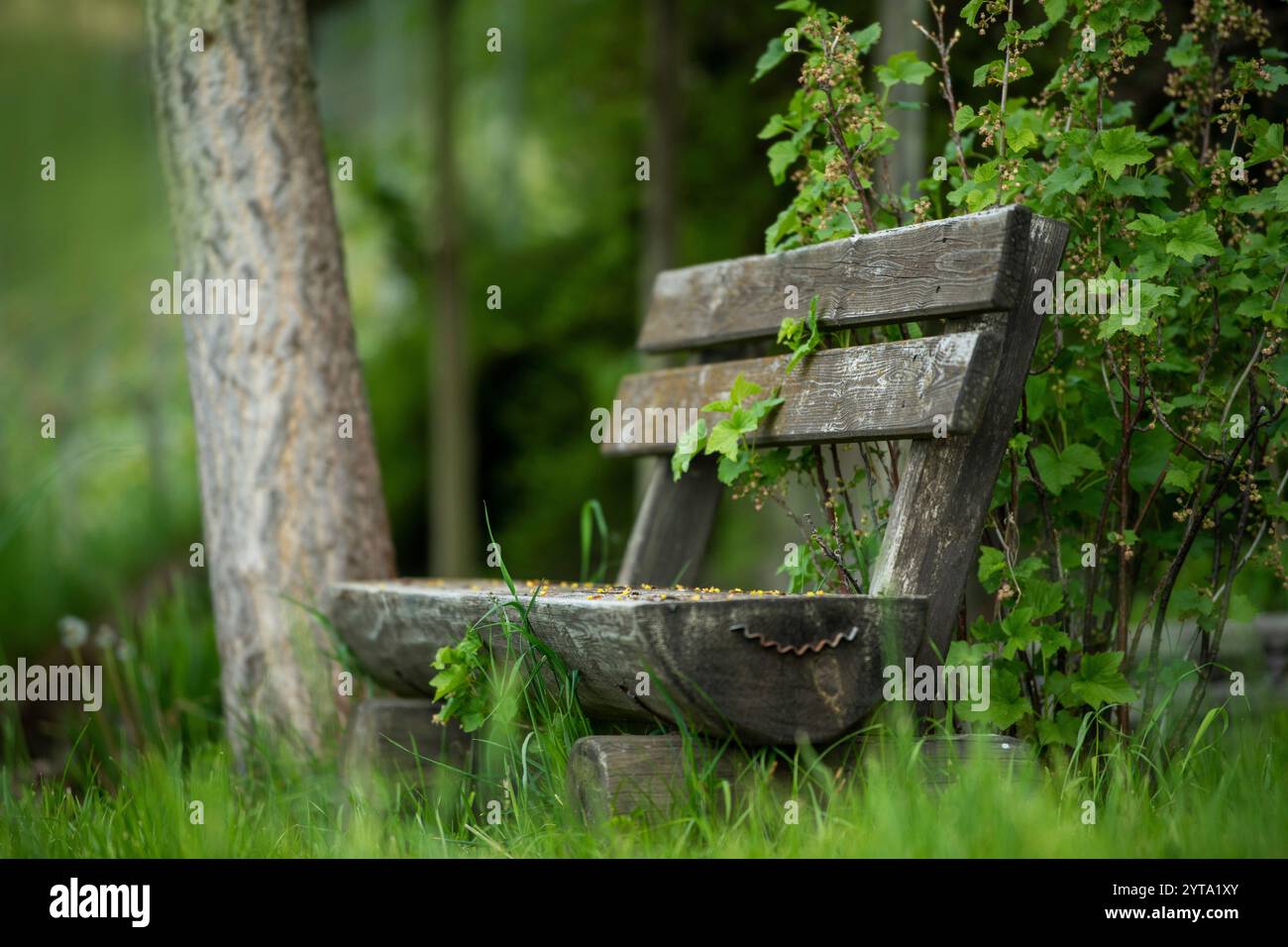 Old wooden garden bench hi-res stock photography and images - Alamy