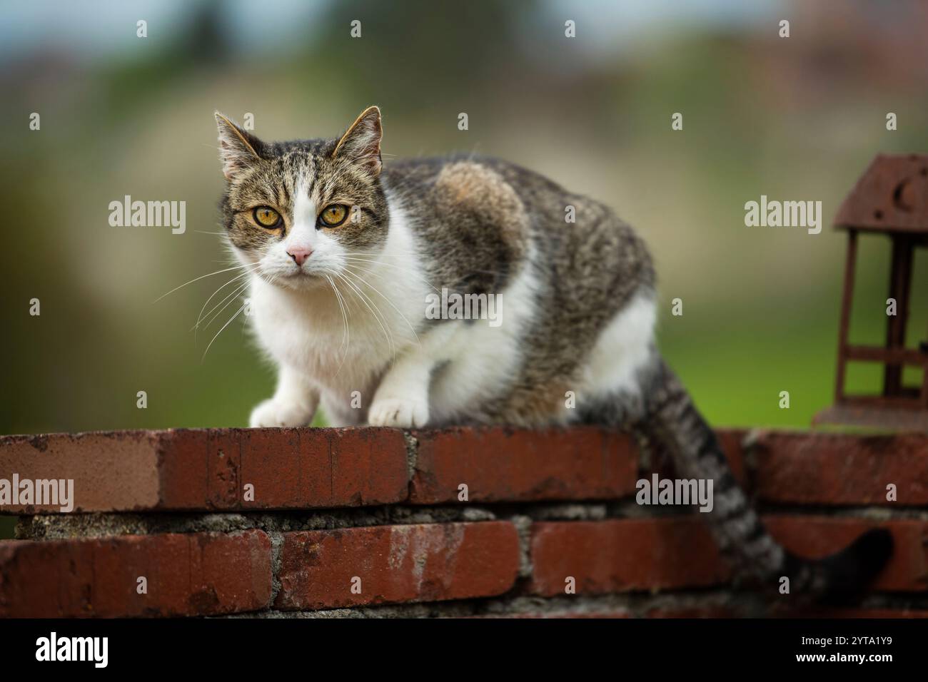 Cat on a wall Stock Photo - Alamy