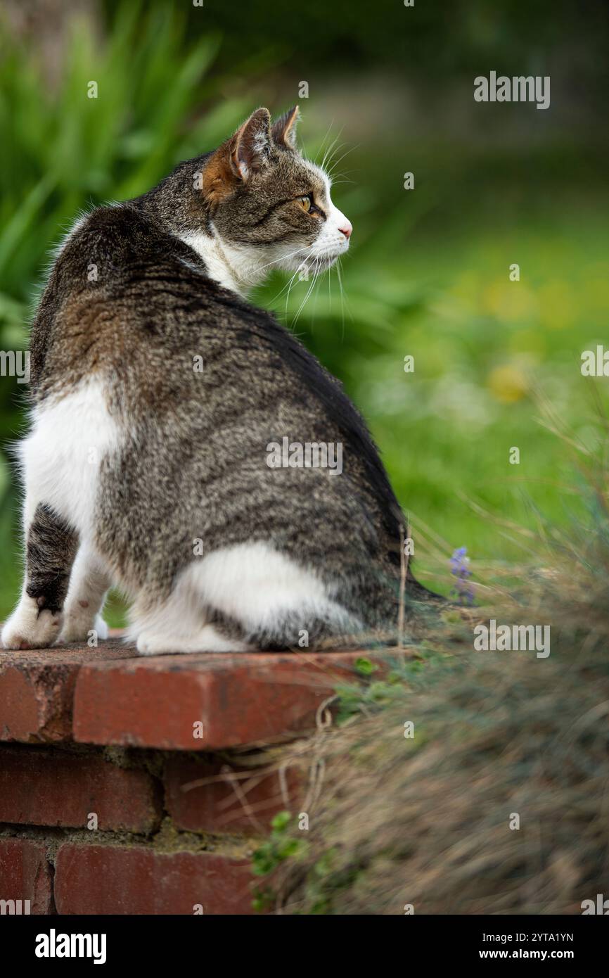 Cat on a wall Stock Photo - Alamy