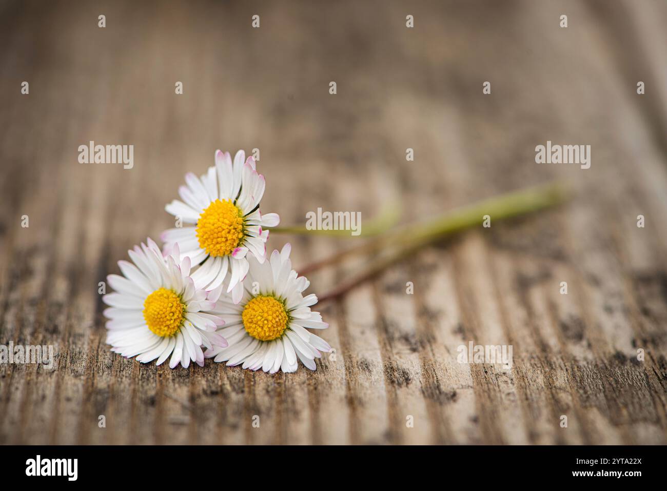 Three little daisies hi-res stock photography and images - Alamy
