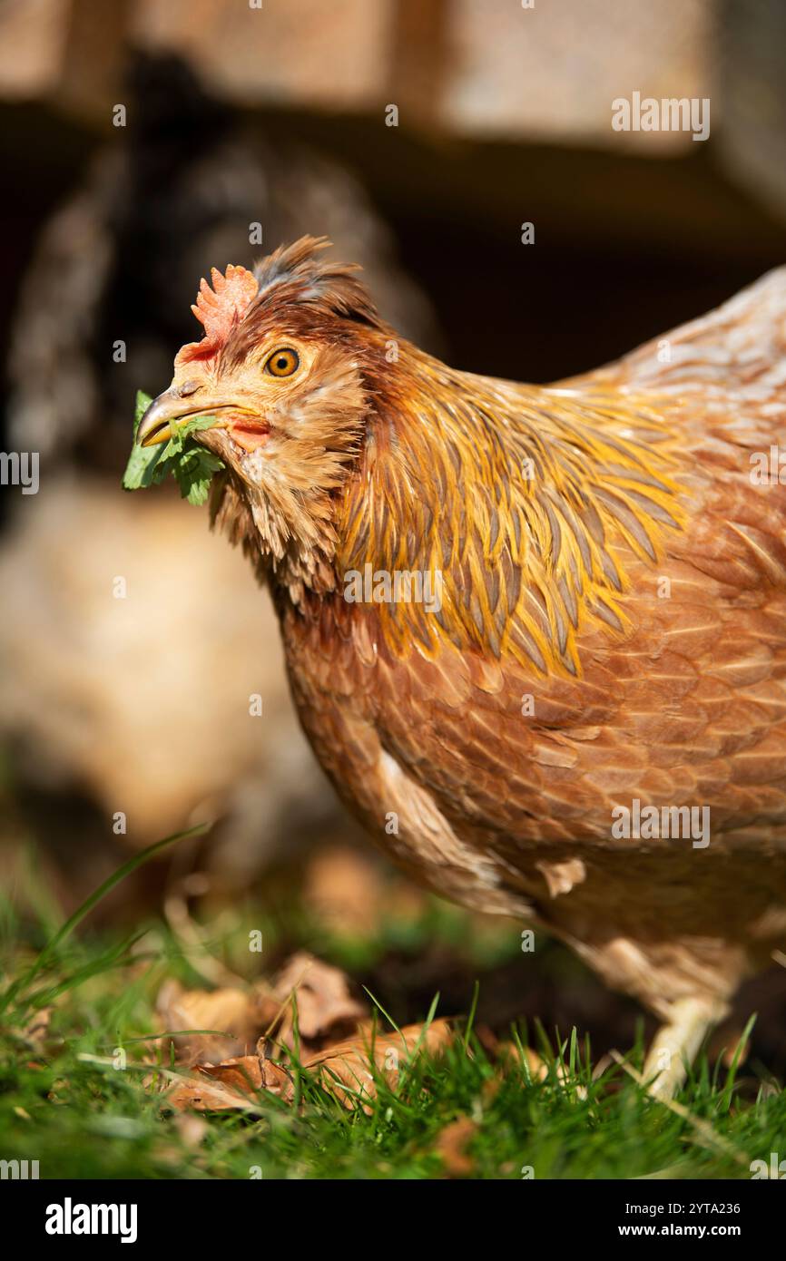 Hen on a farm Stock Photo - Alamy