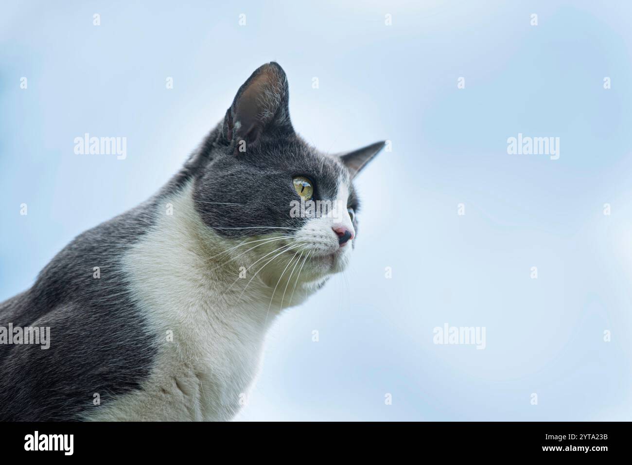 Gray and white tomcat in front of a blue sky Stock Photo - Alamy