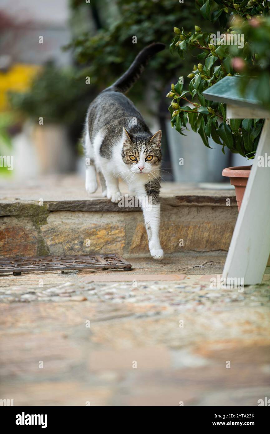 Cat on the terrace Stock Photo - Alamy