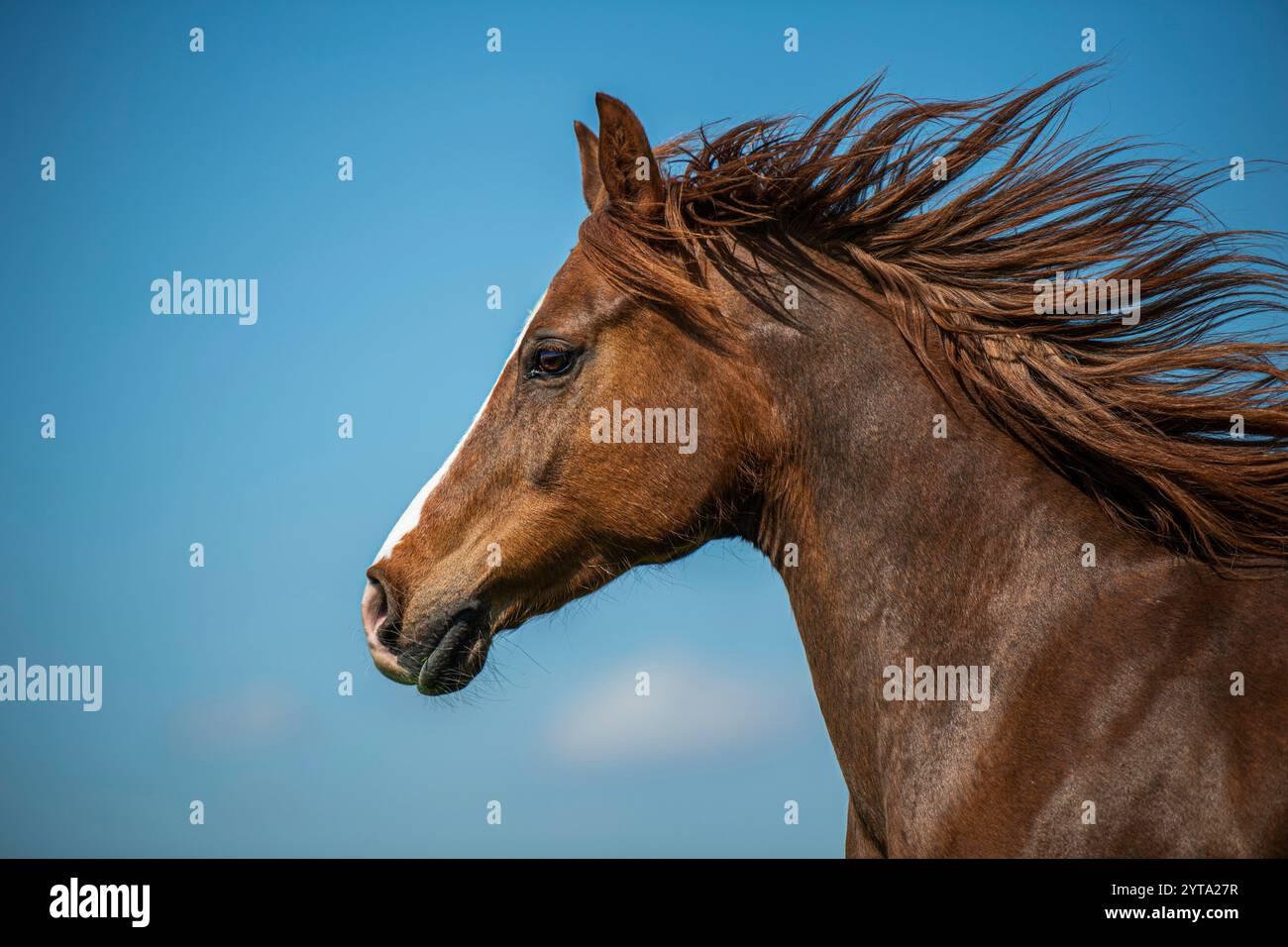 Arabian headshot hi-res stock photography and images - Alamy