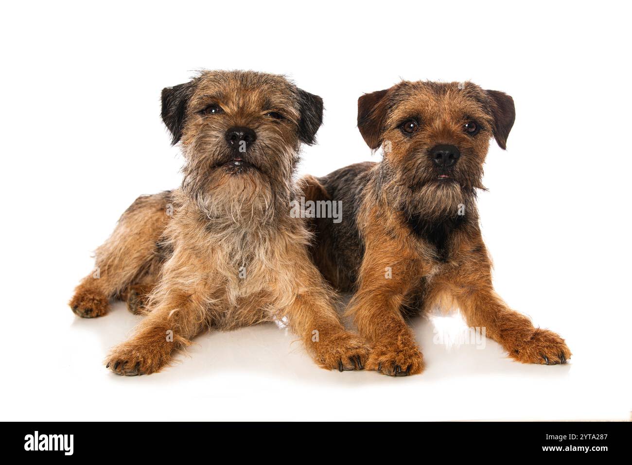 Border terrier lying hi-res stock photography and images - Alamy