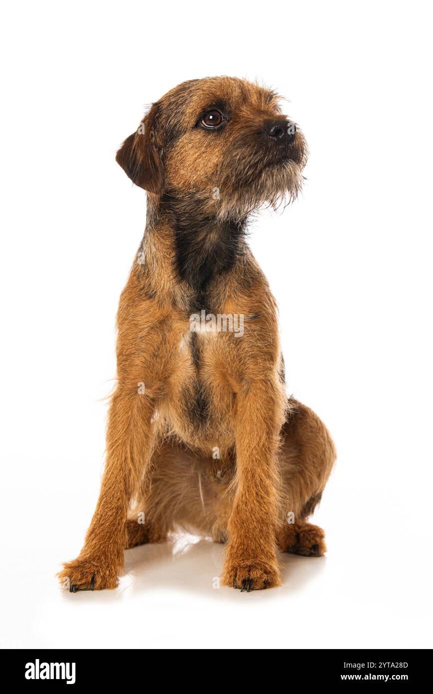 Sitting seated standing Cut Out Stock Images & Pictures - Alamy