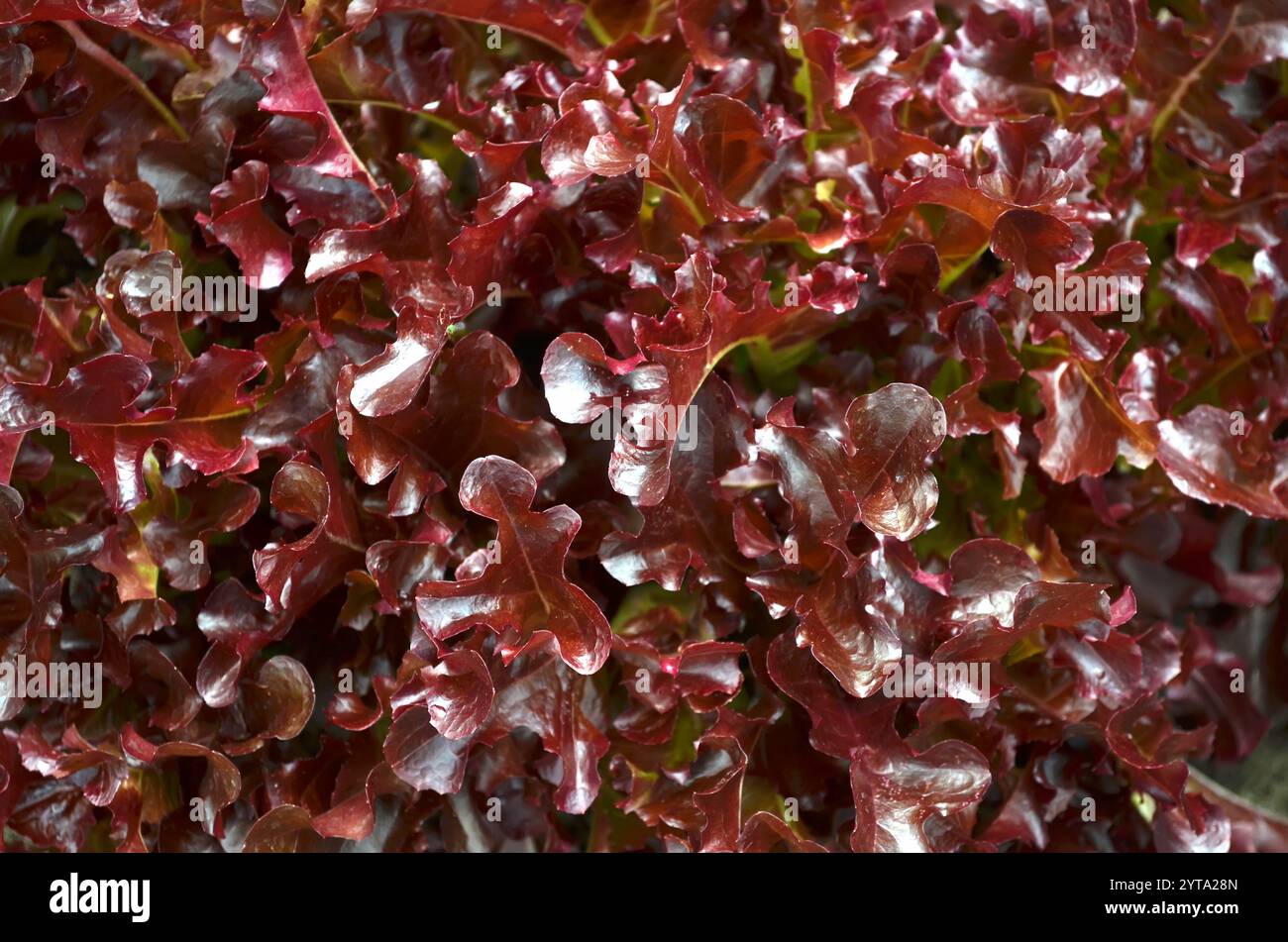 Red Leaf Lettuce Texture