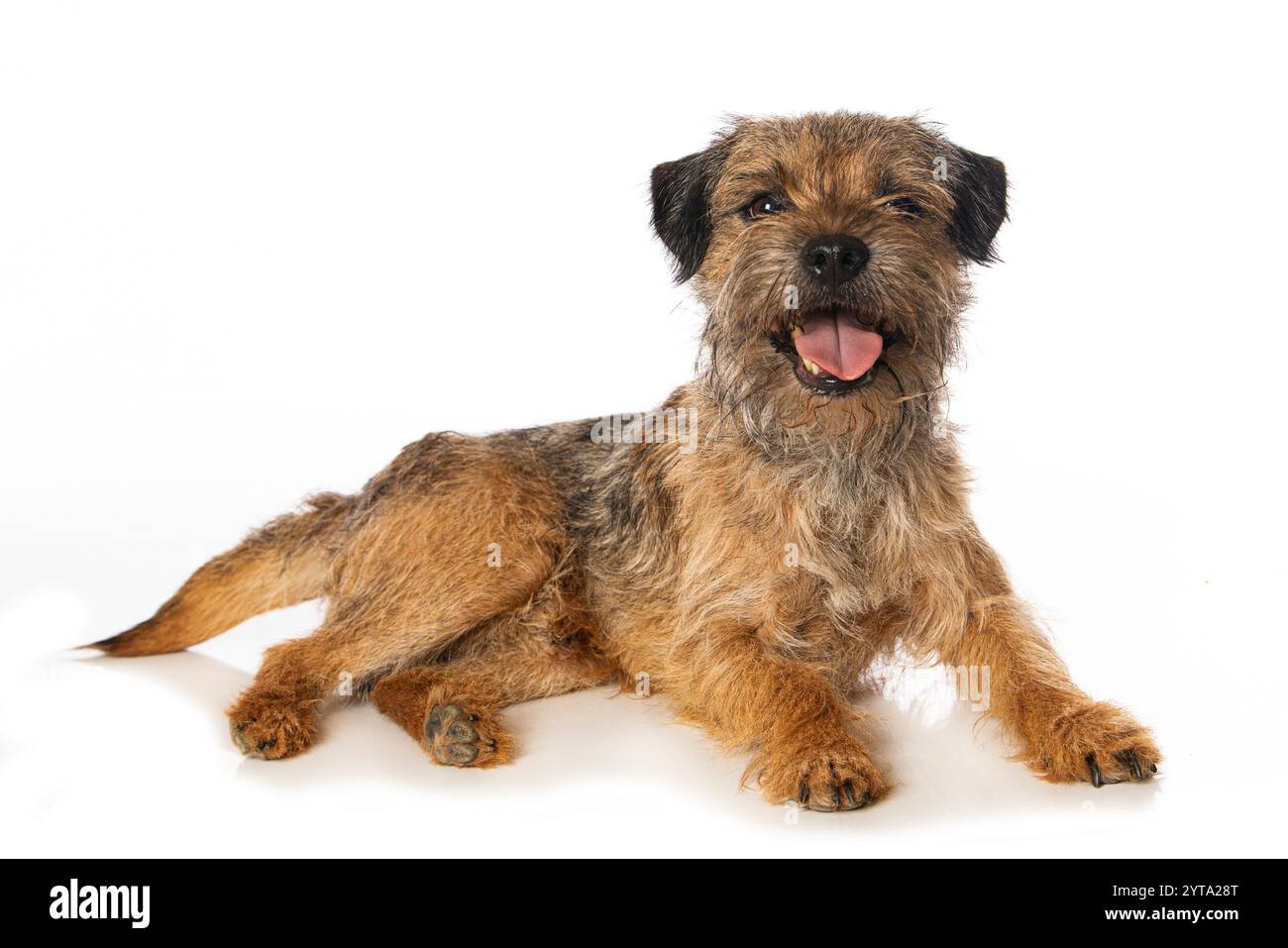 Border terrier lying hi-res stock photography and images - Alamy