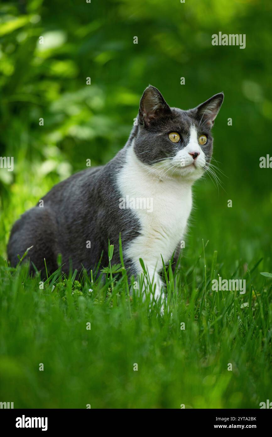 Gray and white cat in the garden Stock Photo - Alamy
