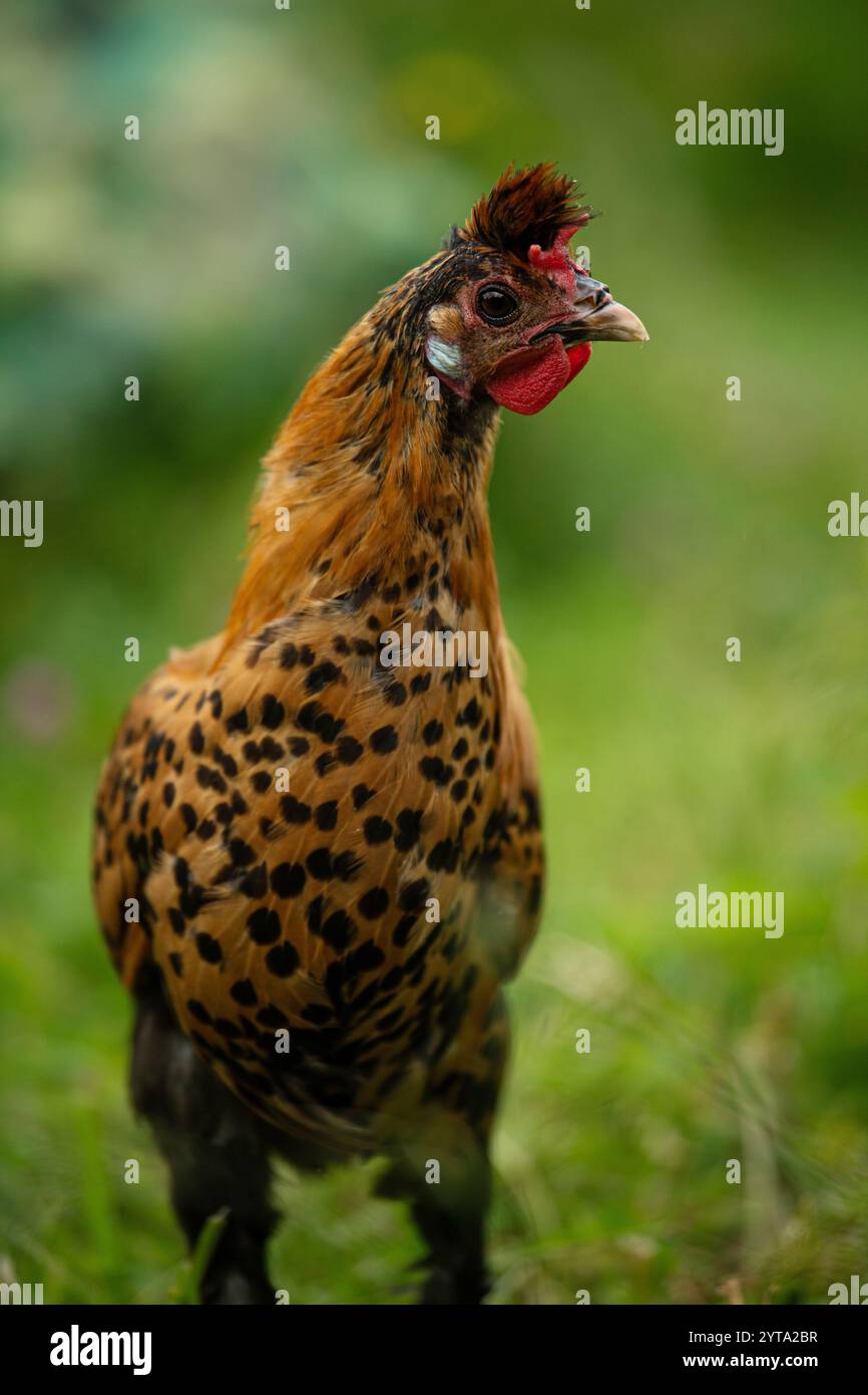 Appenzeller spitzhauben chicken hi-res stock photography and images - Alamy