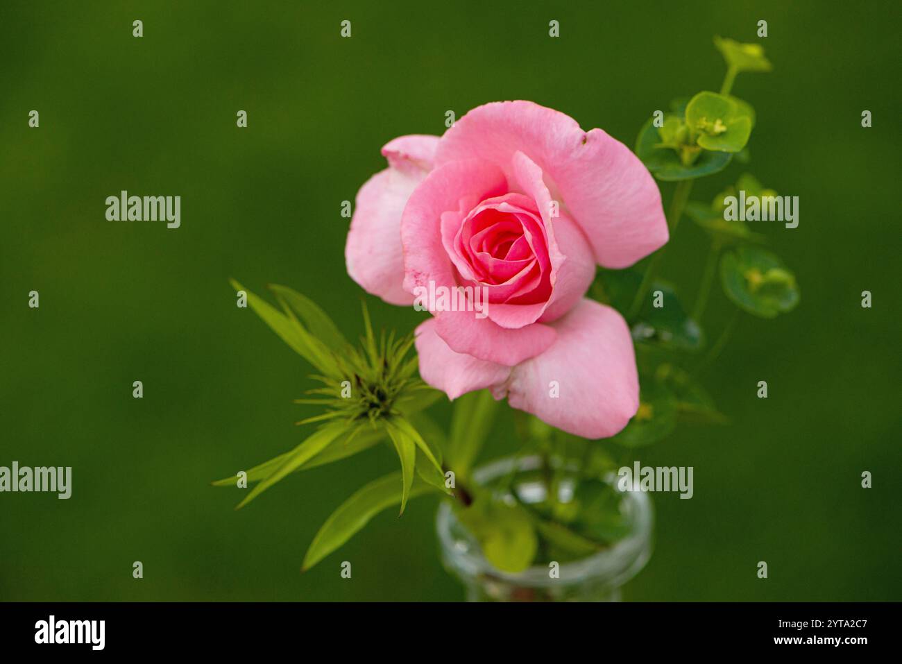 Single flower vases hi-res stock photography and images - Alamy
