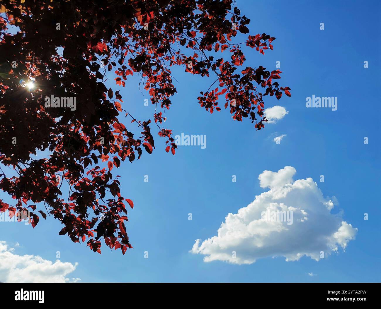 Blue plum leaf hi-res stock photography and images - Alamy