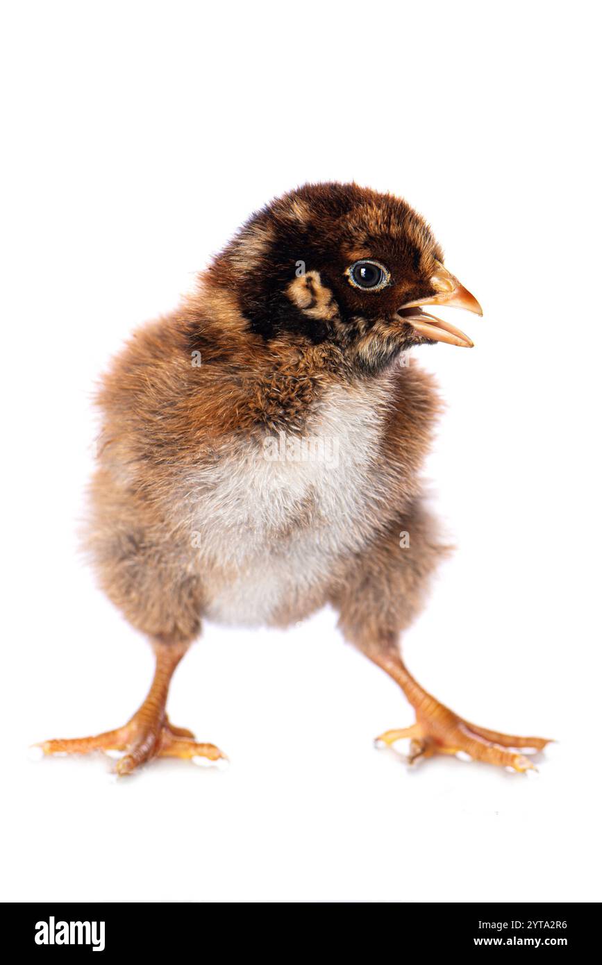 Chicks isolated on white background Stock Photo - Alamy