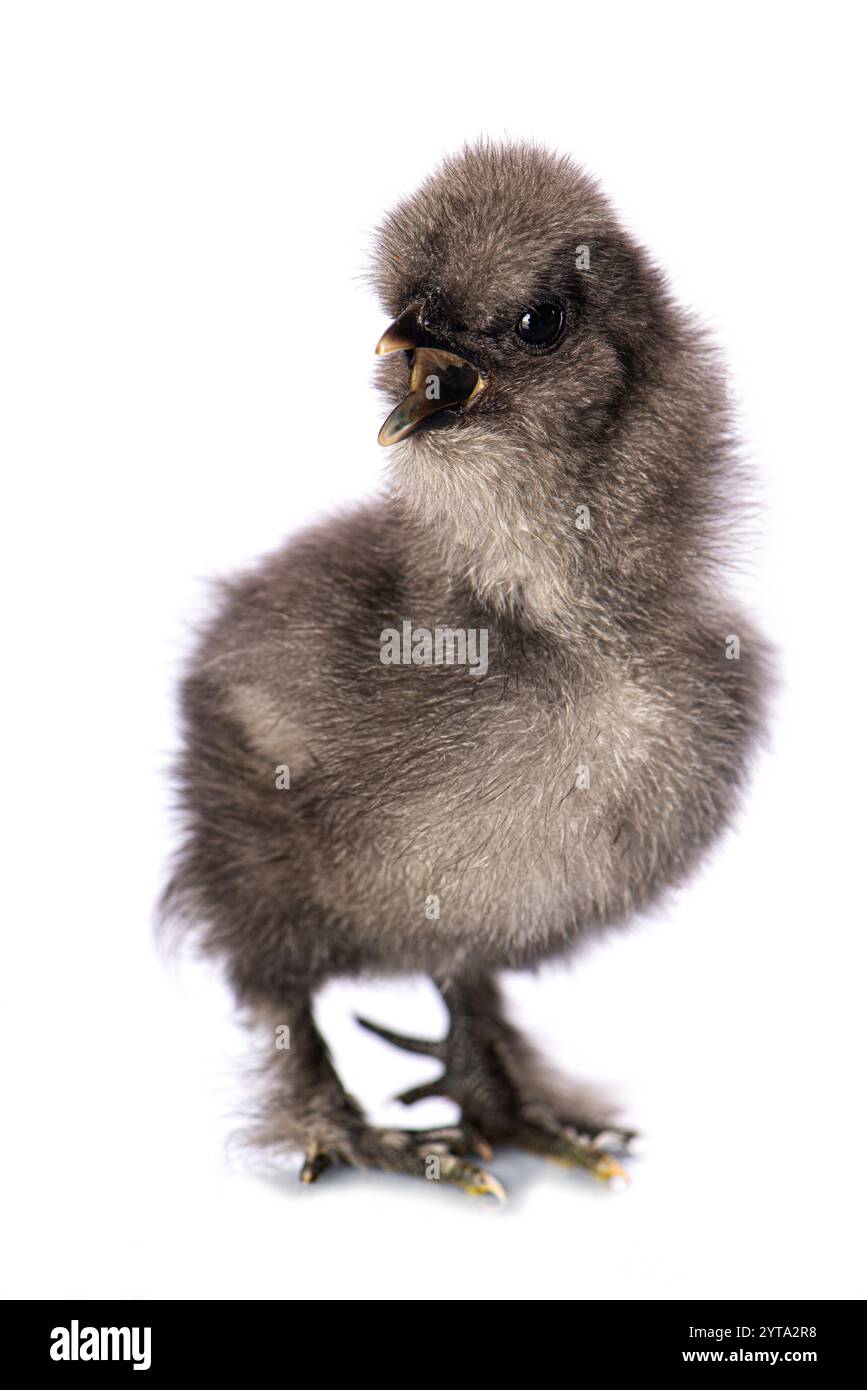 Funny chick Cut Out Stock Images & Pictures - Alamy