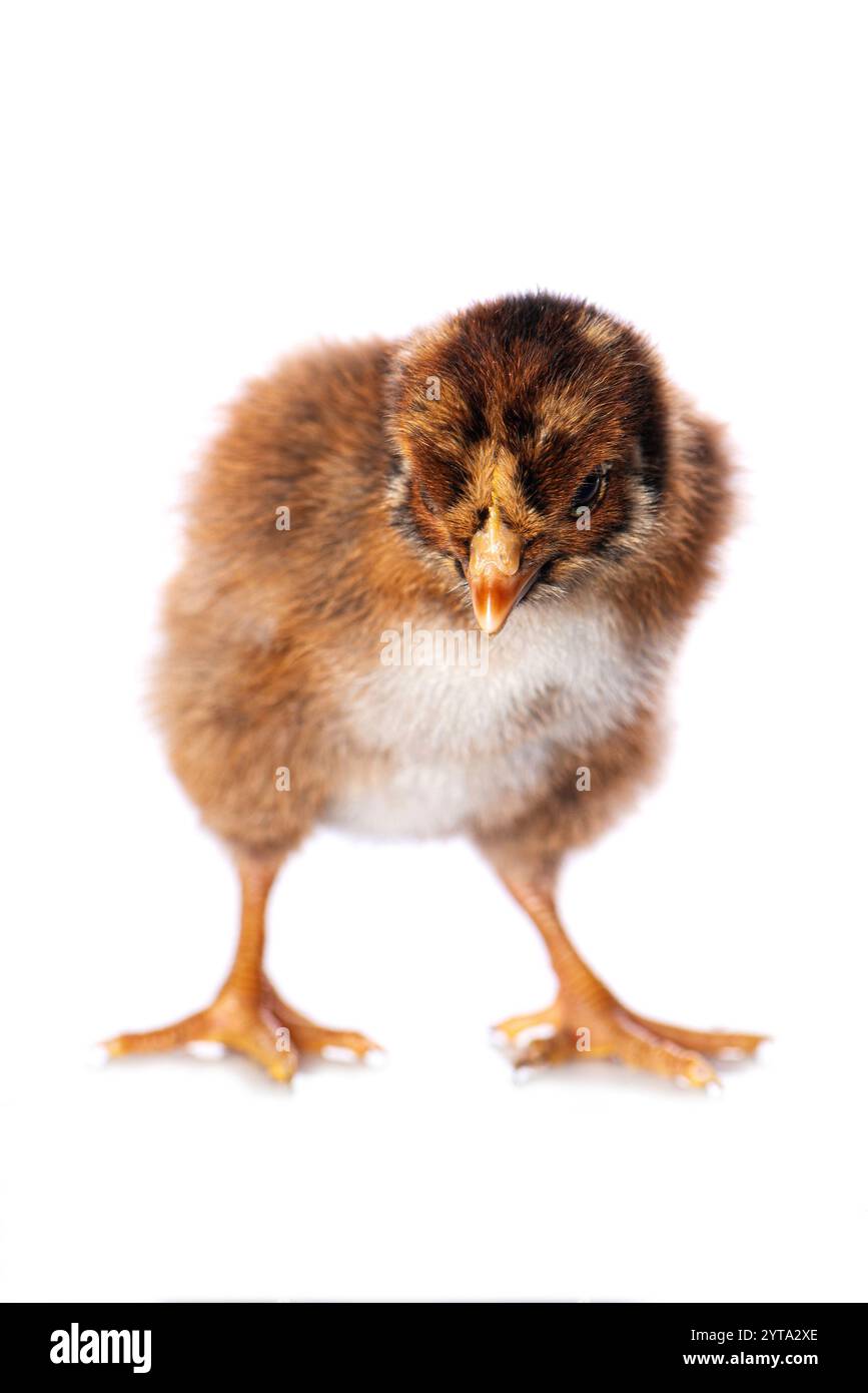 Chicks isolated on white background Stock Photo - Alamy