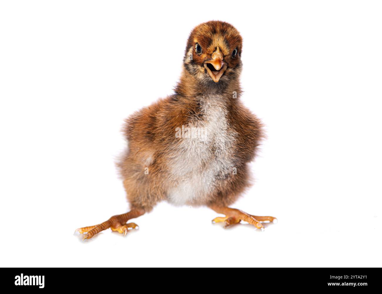 Chicks isolated on white background Stock Photo - Alamy