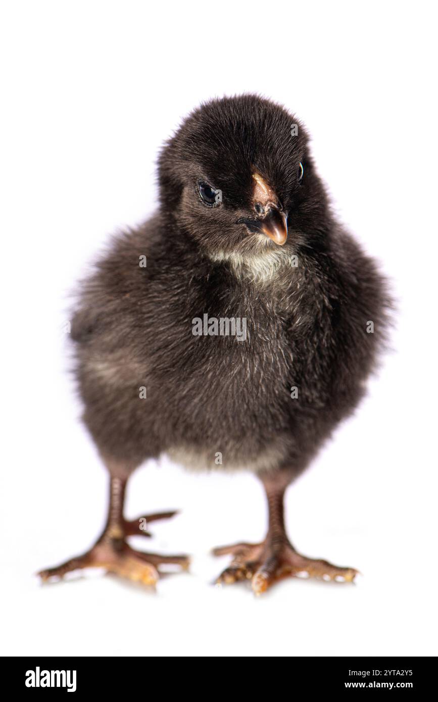 Chicks isolated on white background Stock Photo - Alamy