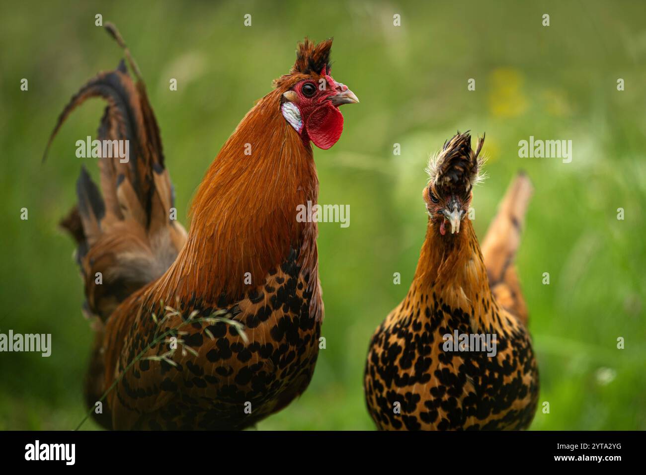 Appenzeller Spitzhauben cock and hen Stock Photo - Alamy