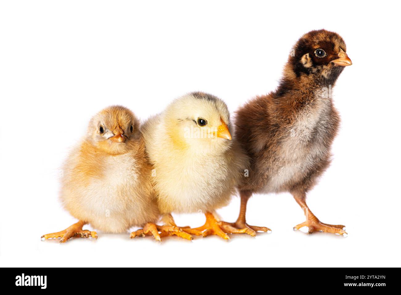 Three stands Cut Out Stock Images & Pictures - Alamy