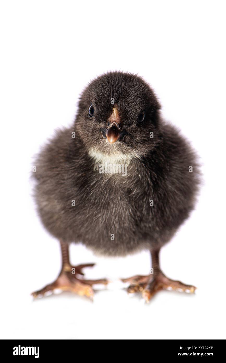 Chicks isolated on white background Stock Photo - Alamy