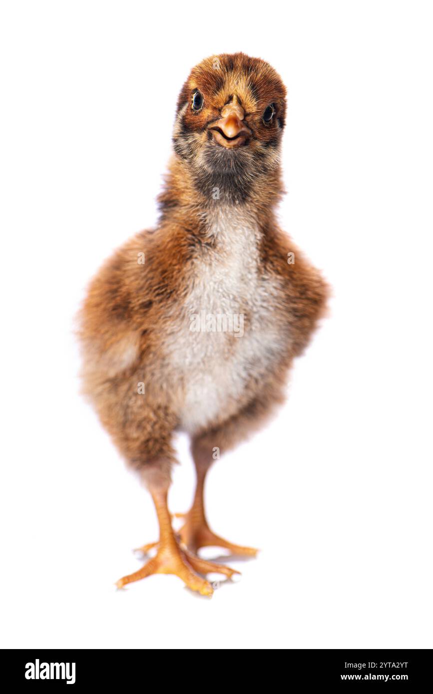 Chick isolated on white background Stock Photo - Alamy