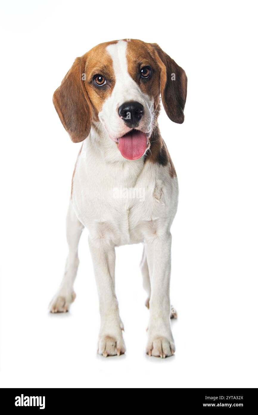 Beagle isolated standing hi-res stock photography and images - Alamy