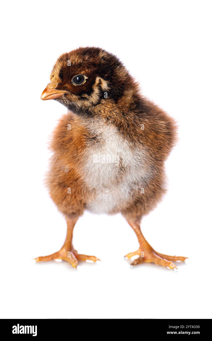 Chicks isolated on white background Stock Photo - Alamy