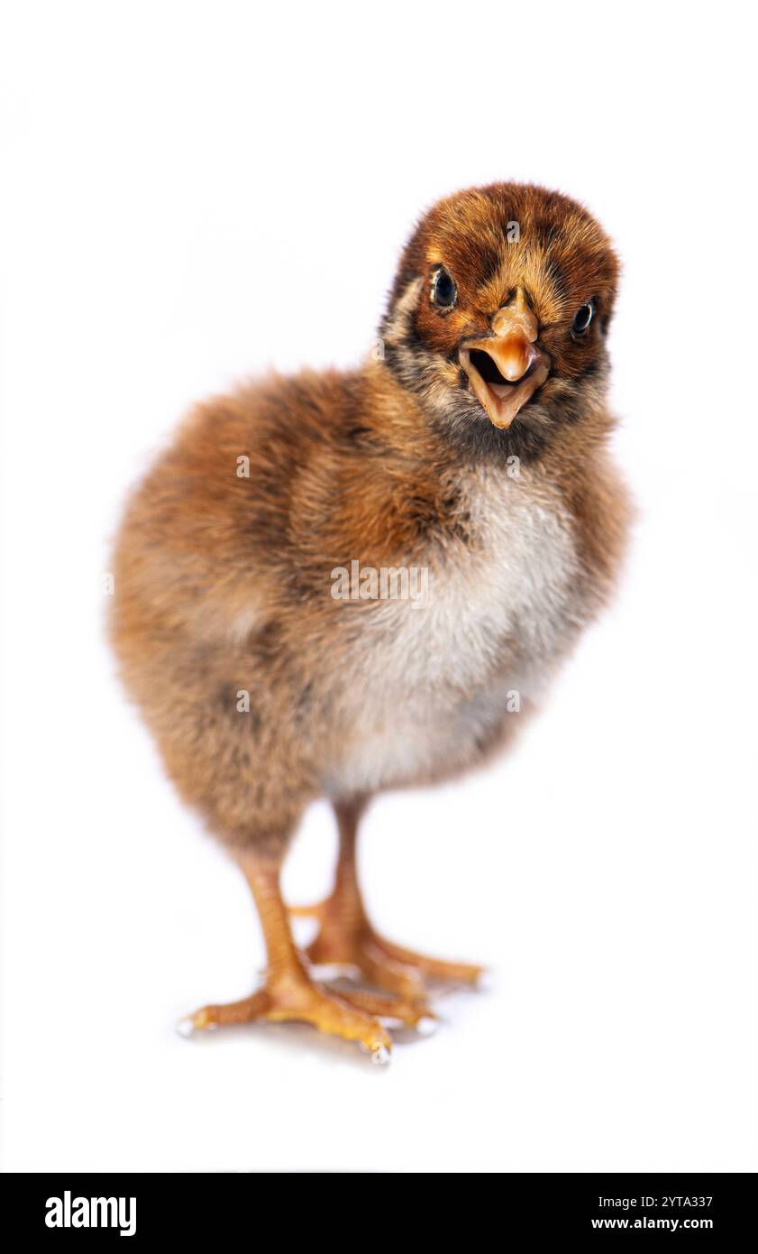 Chicks isolated on white background Stock Photo - Alamy