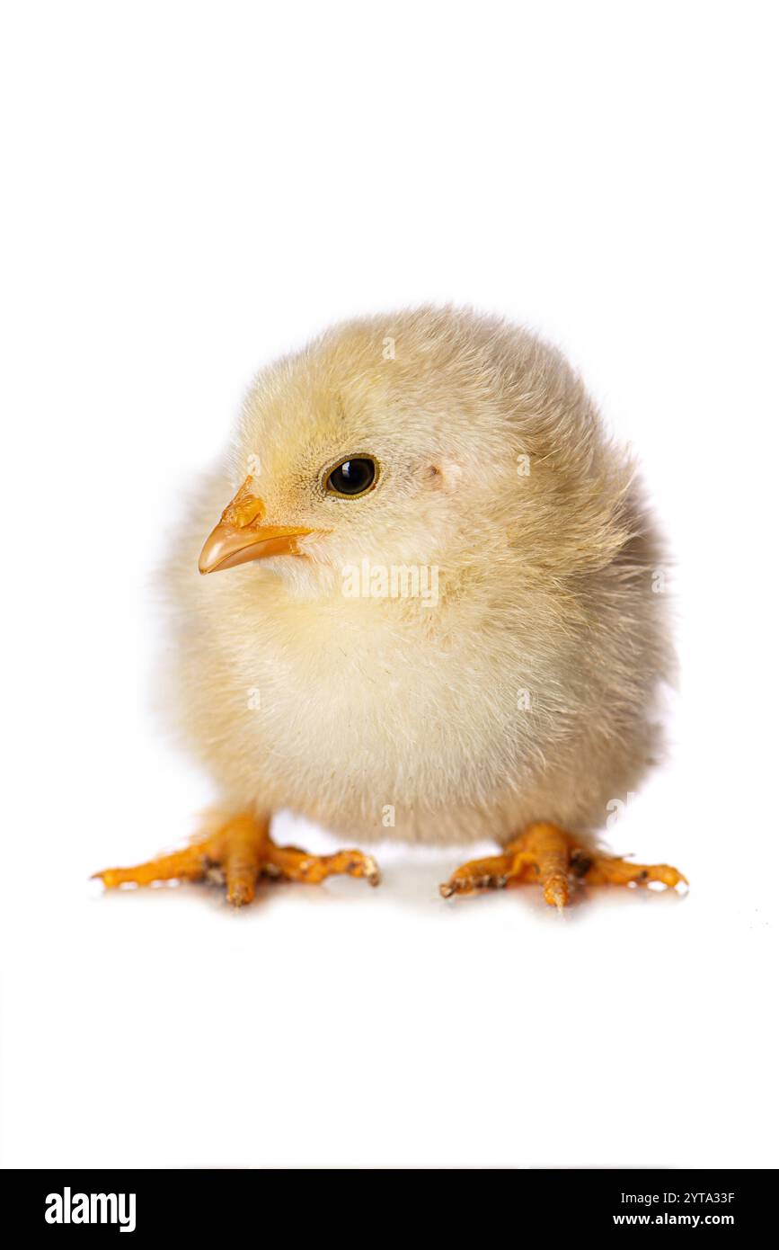 Chicks isolated on white background Stock Photo - Alamy