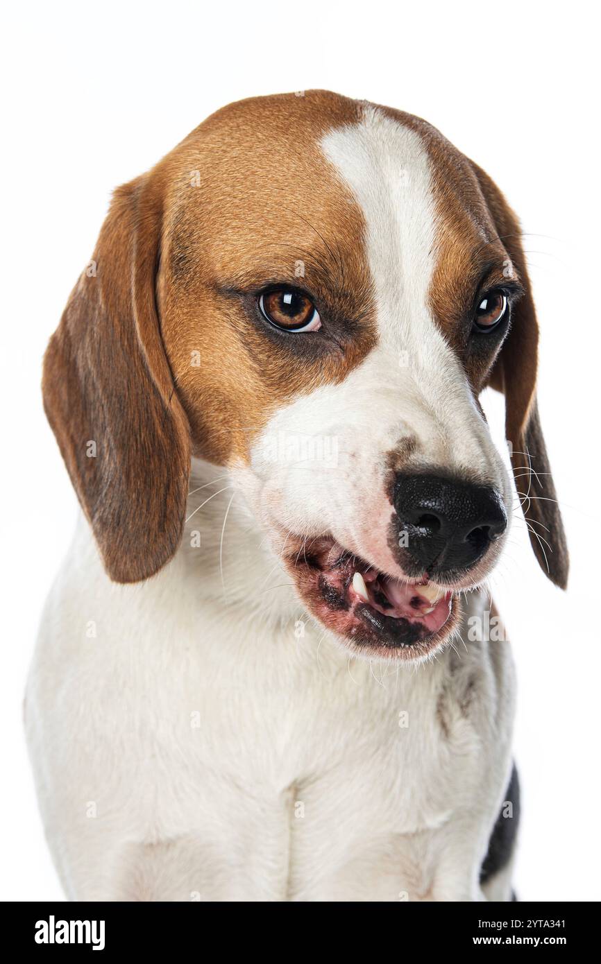 Grumpy sullen hi-res stock photography and images - Alamy