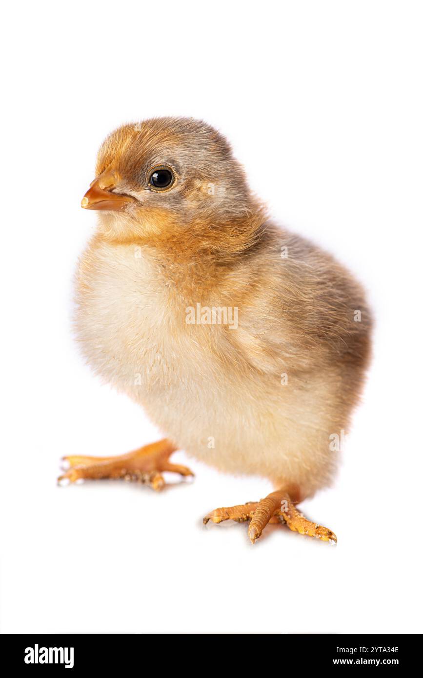 Chicks isolated on white background Stock Photo - Alamy