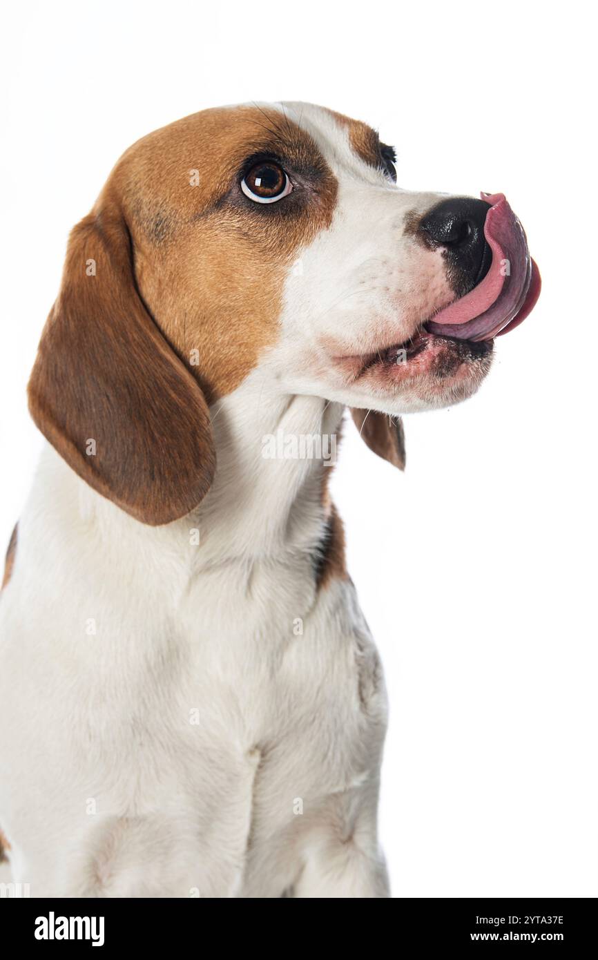 Beagle laying down hi-res stock photography and images - Alamy