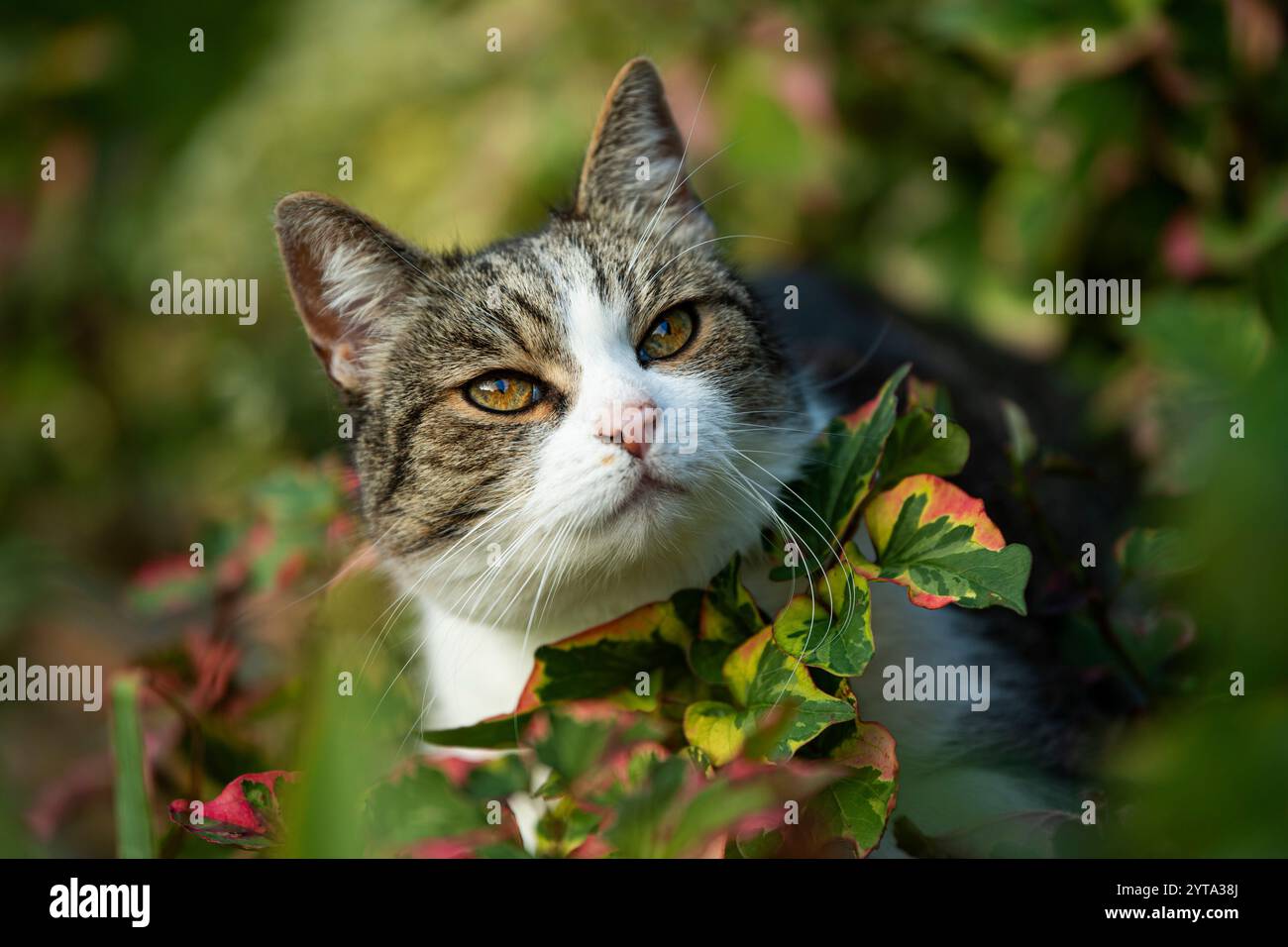 Cat in nature Stock Photo - Alamy
