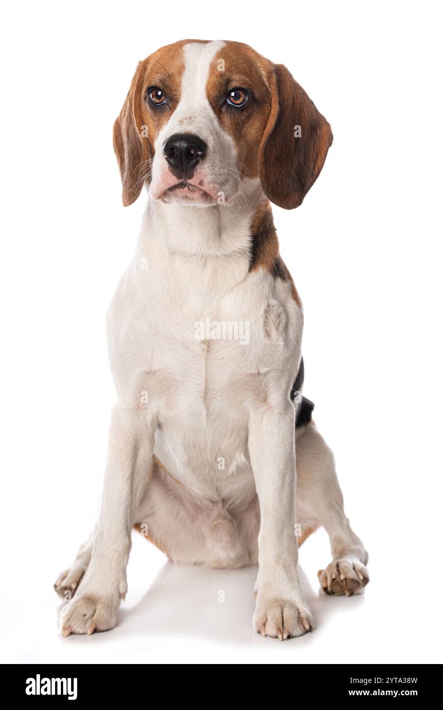 Beagle sits on white hi-res stock photography and images - Alamy
