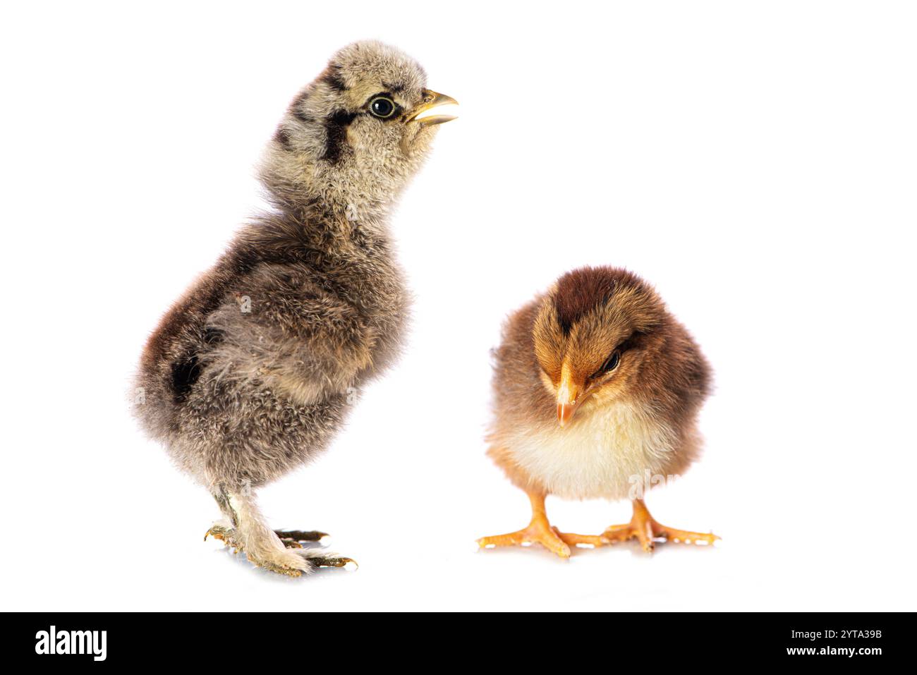 Two stands Cut Out Stock Images & Pictures - Alamy