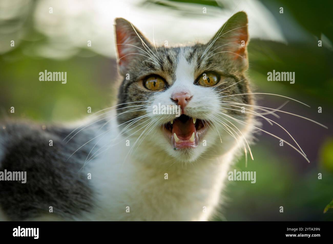 Meowing cat hi-res stock photography and images - Alamy