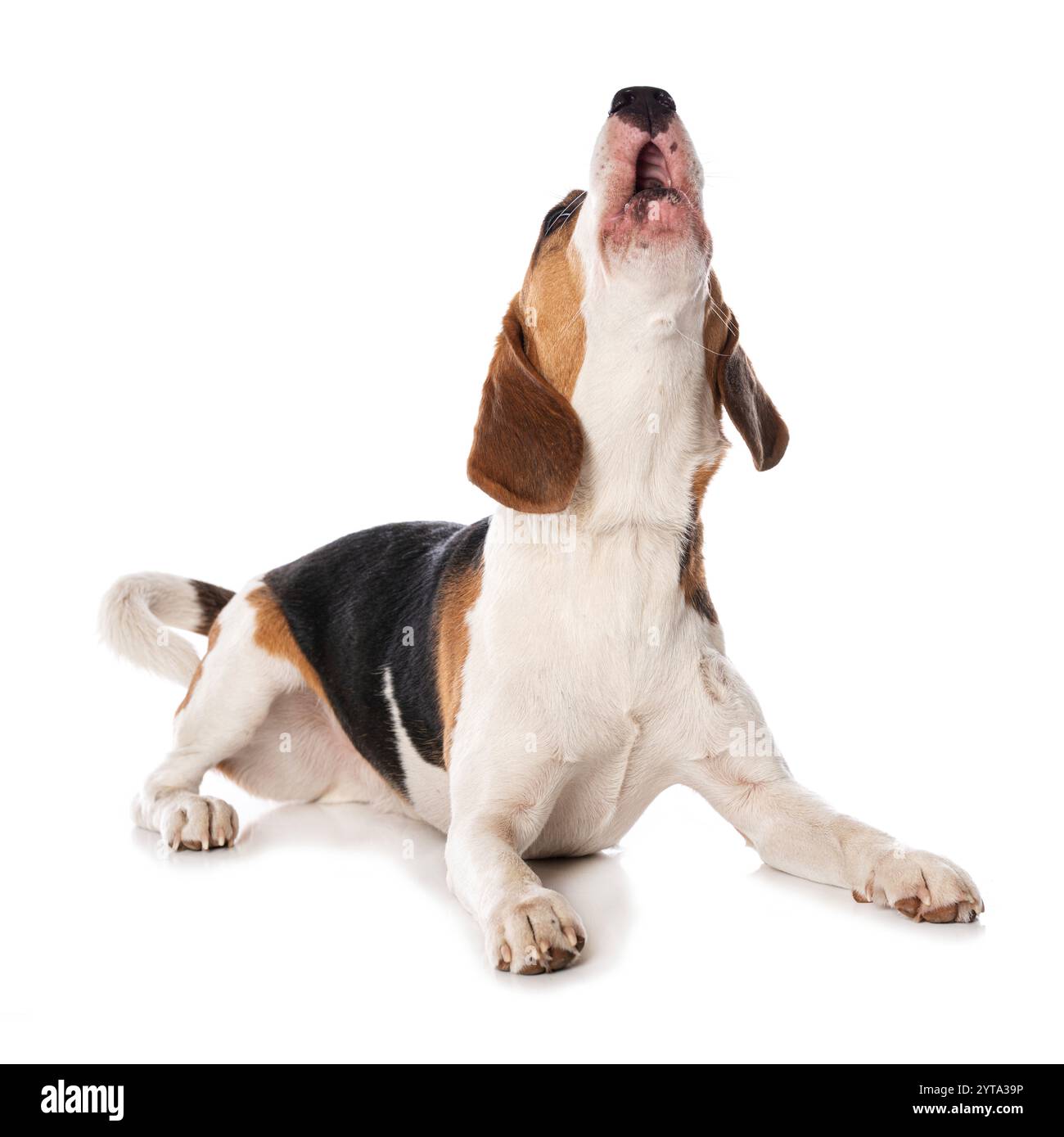 Beagle dog laying down hi-res stock photography and images - Alamy