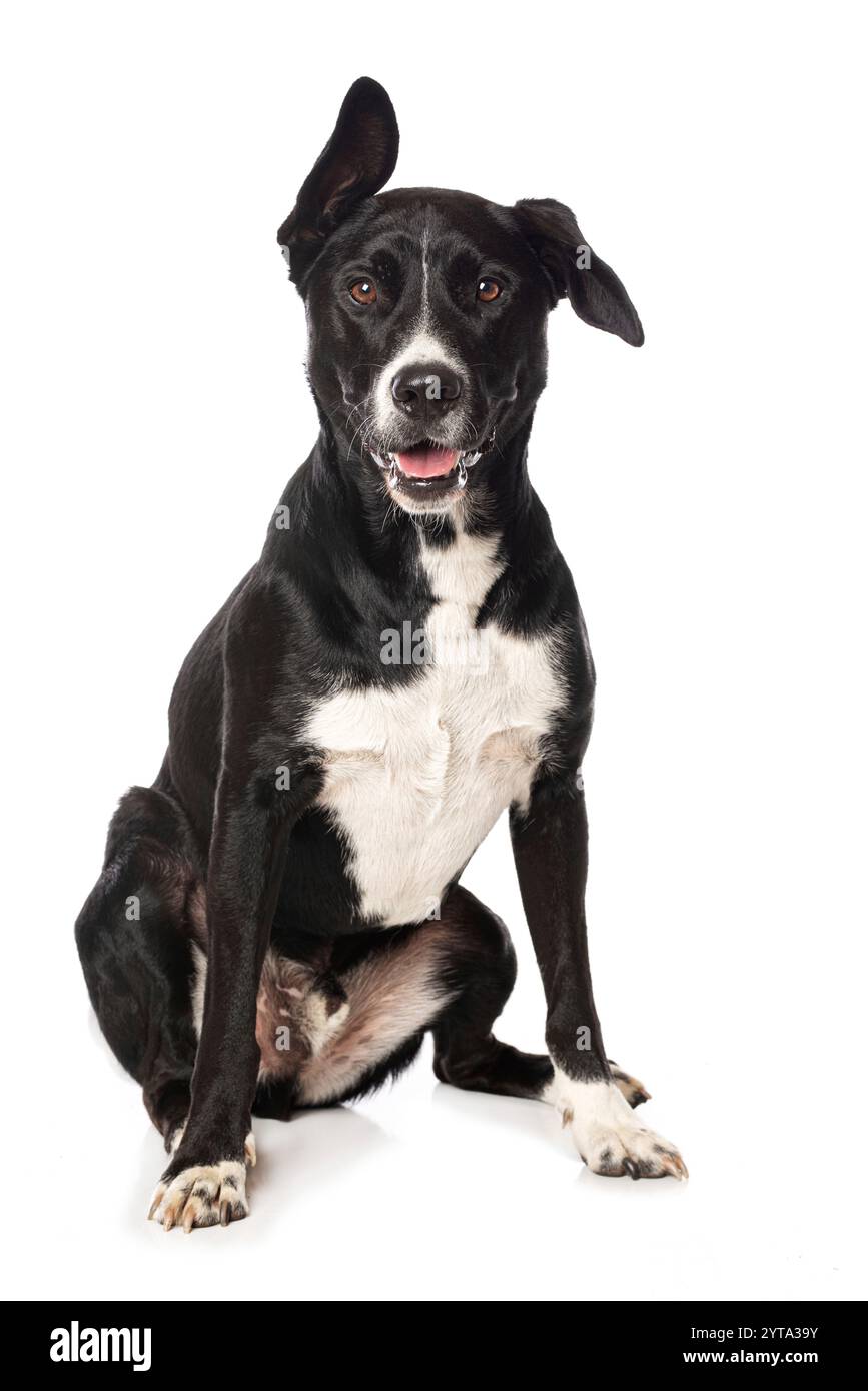 Front view sitting dog Cut Out Stock Images & Pictures - Alamy