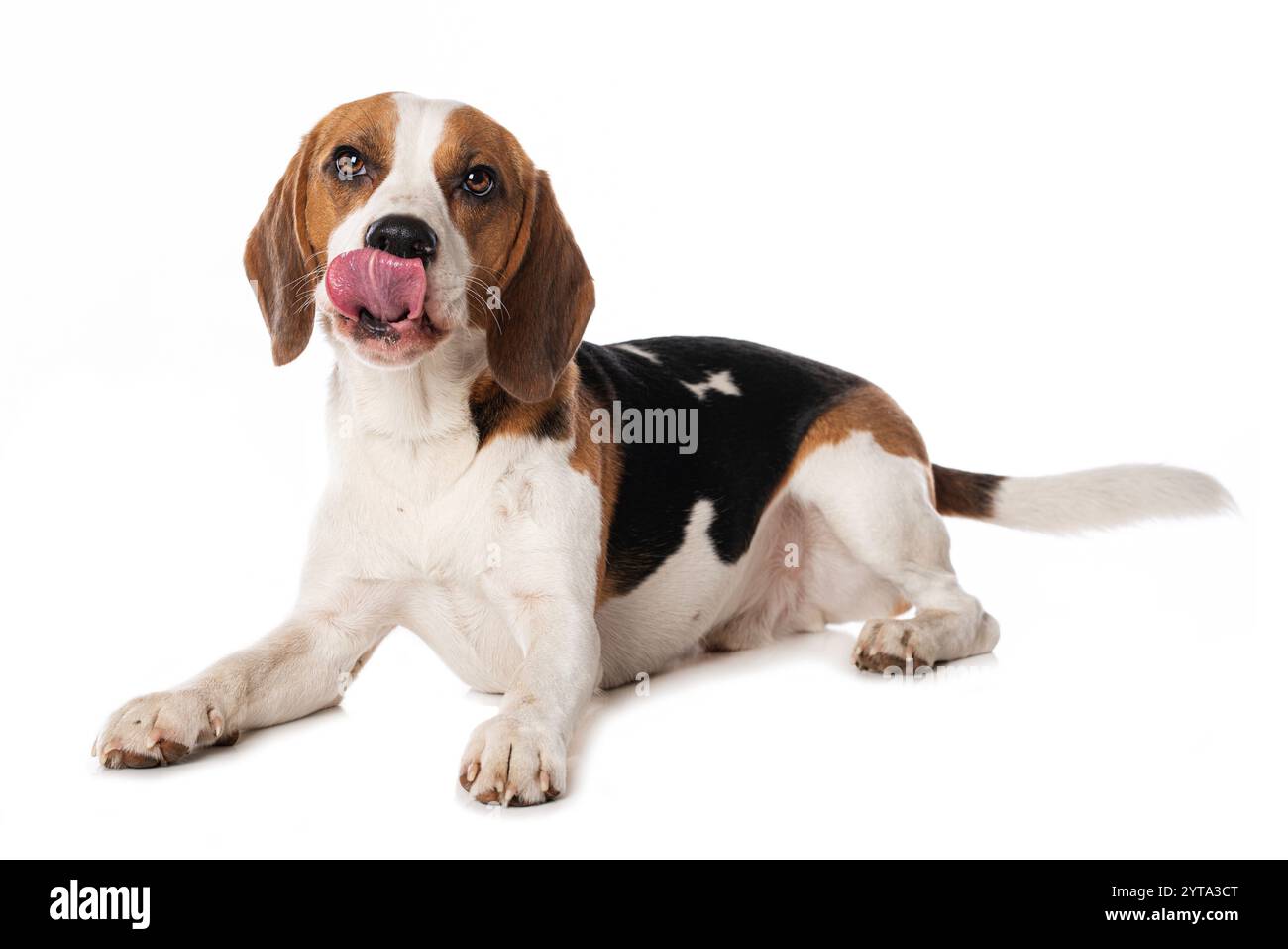 Beagle isolated on white background Stock Photo - Alamy