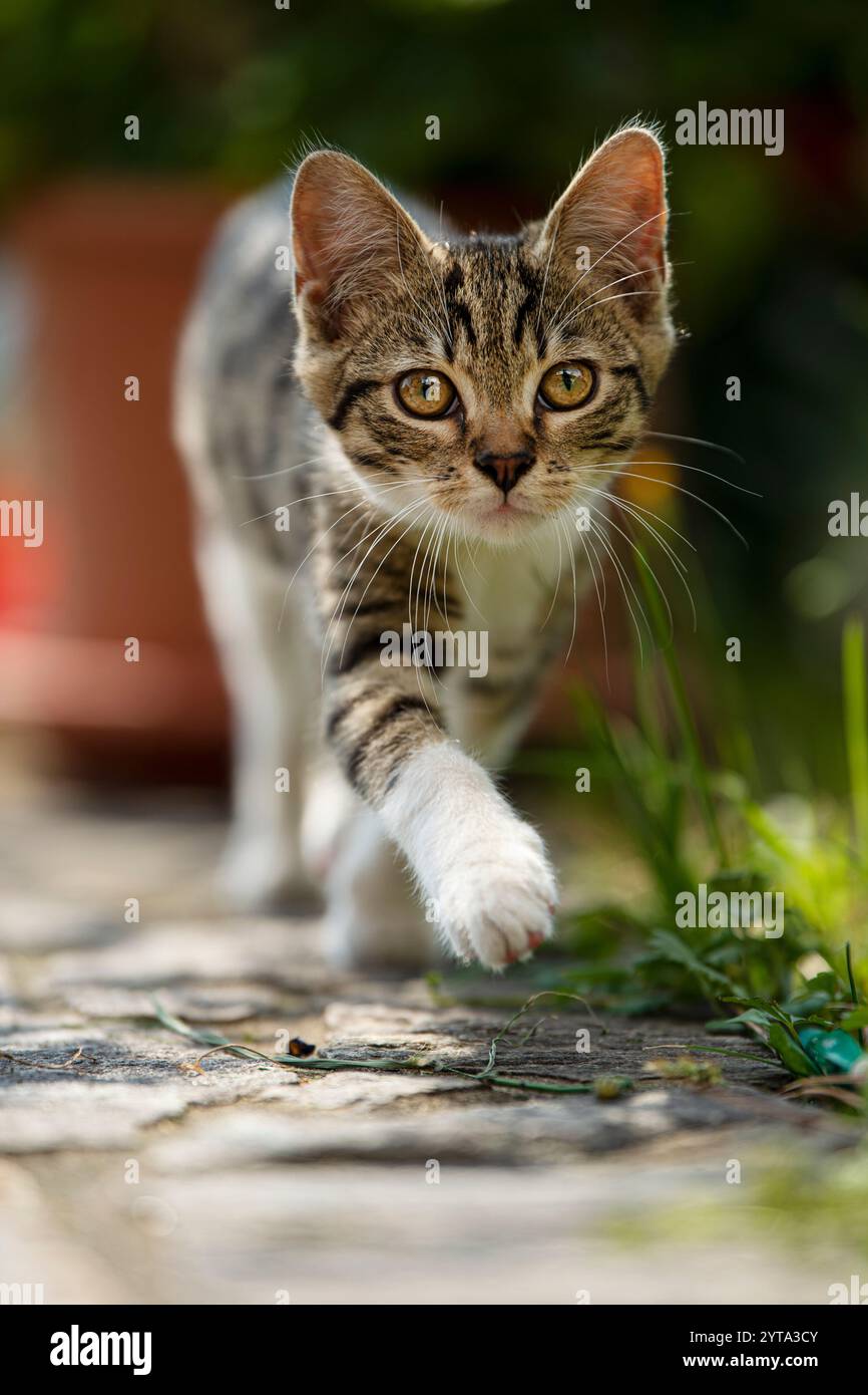 Young cat on the terrace Stock Photo - Alamy