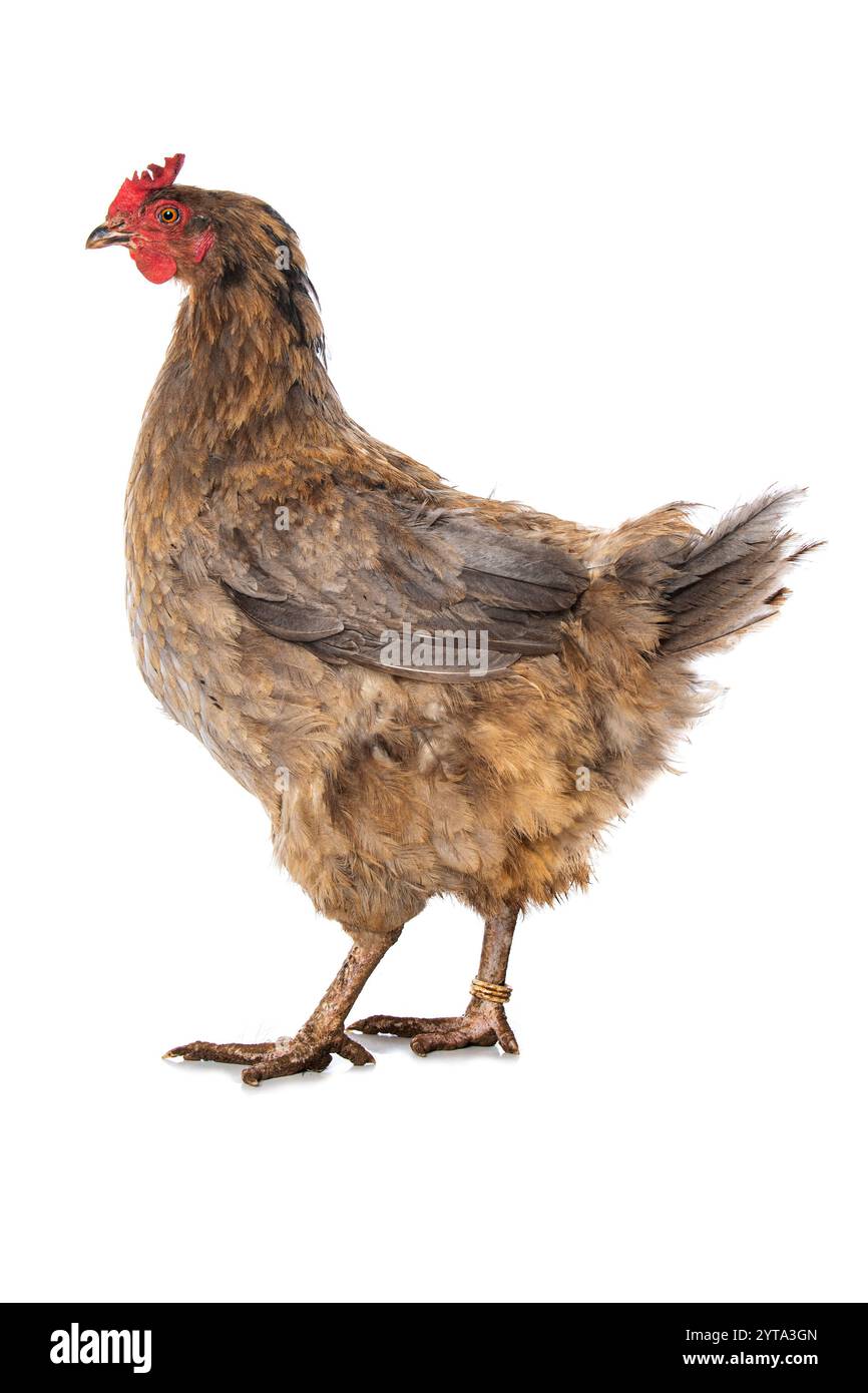 Araucana hen isolated on white background Stock Photo - Alamy