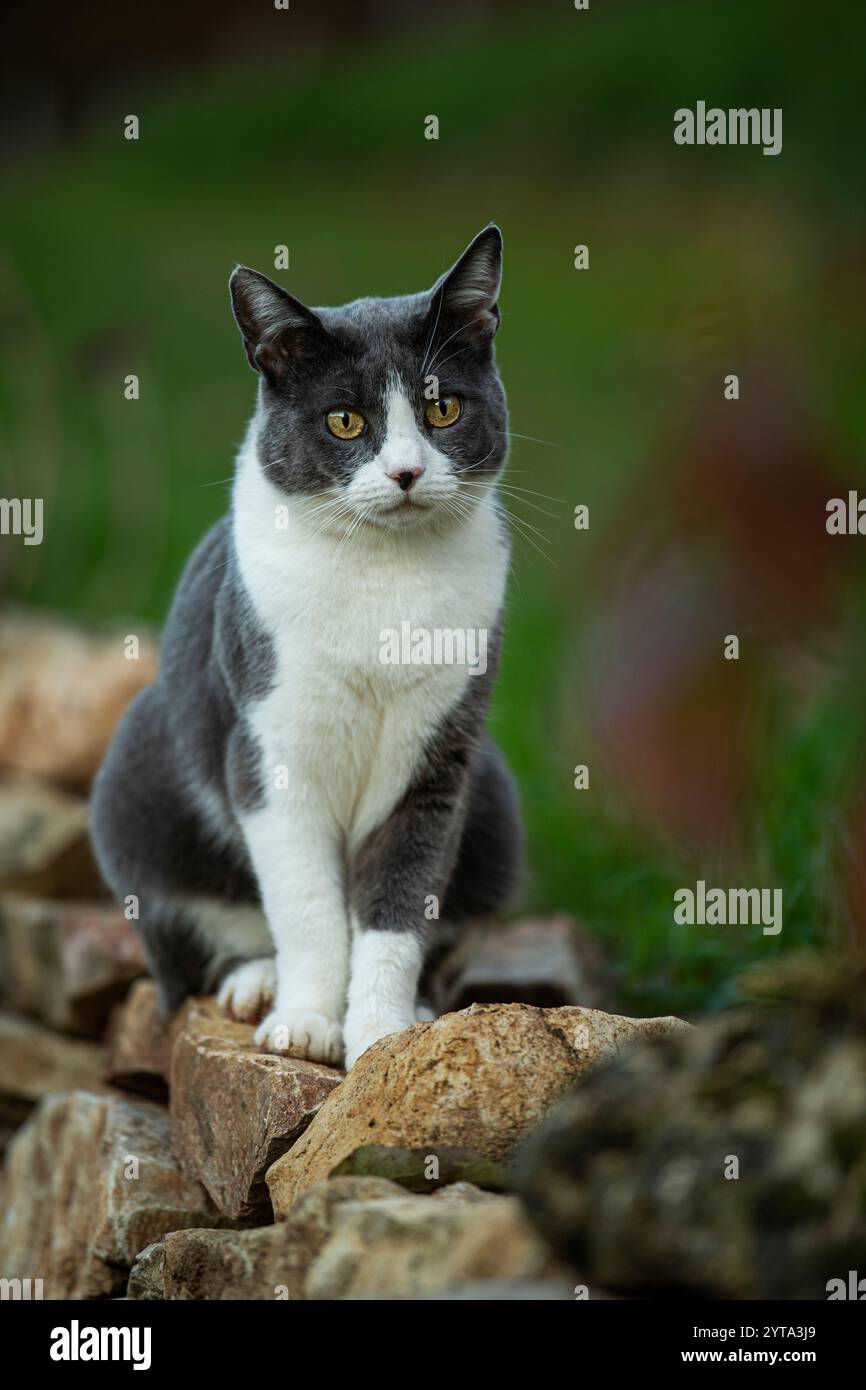 Domestic cat sitting on a natural stone wall hi-res stock photography ...