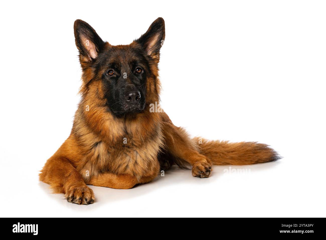 German shepherd dog Cut Out Stock Images & Pictures - Alamy