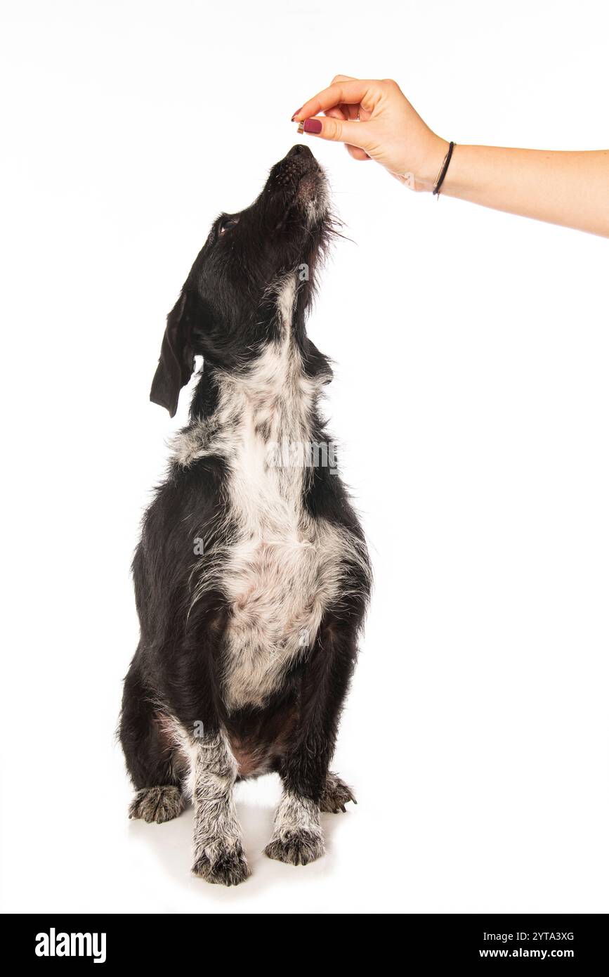 Dog gets a treat Stock Photo - Alamy