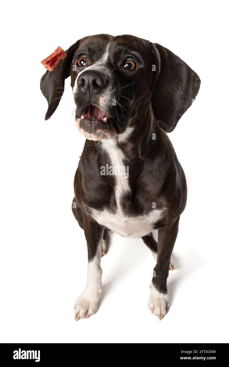 Dog catching a treat Stock Photo - Alamy
