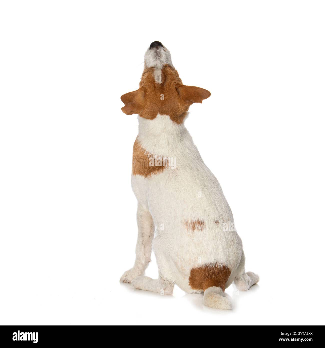 Dog looking down from behind hi-res stock photography and images - Alamy