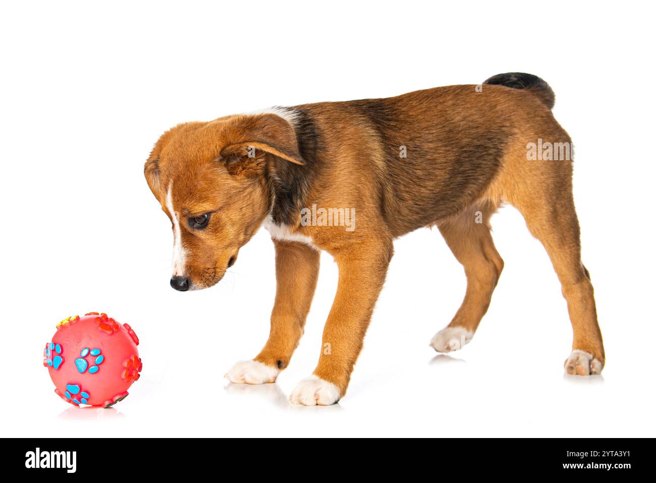 Puppy with ball Stock Photo - Alamy