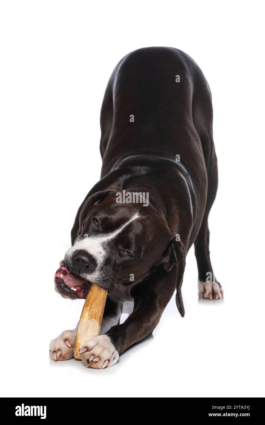 With a bone Cut Out Stock Images & Pictures - Alamy