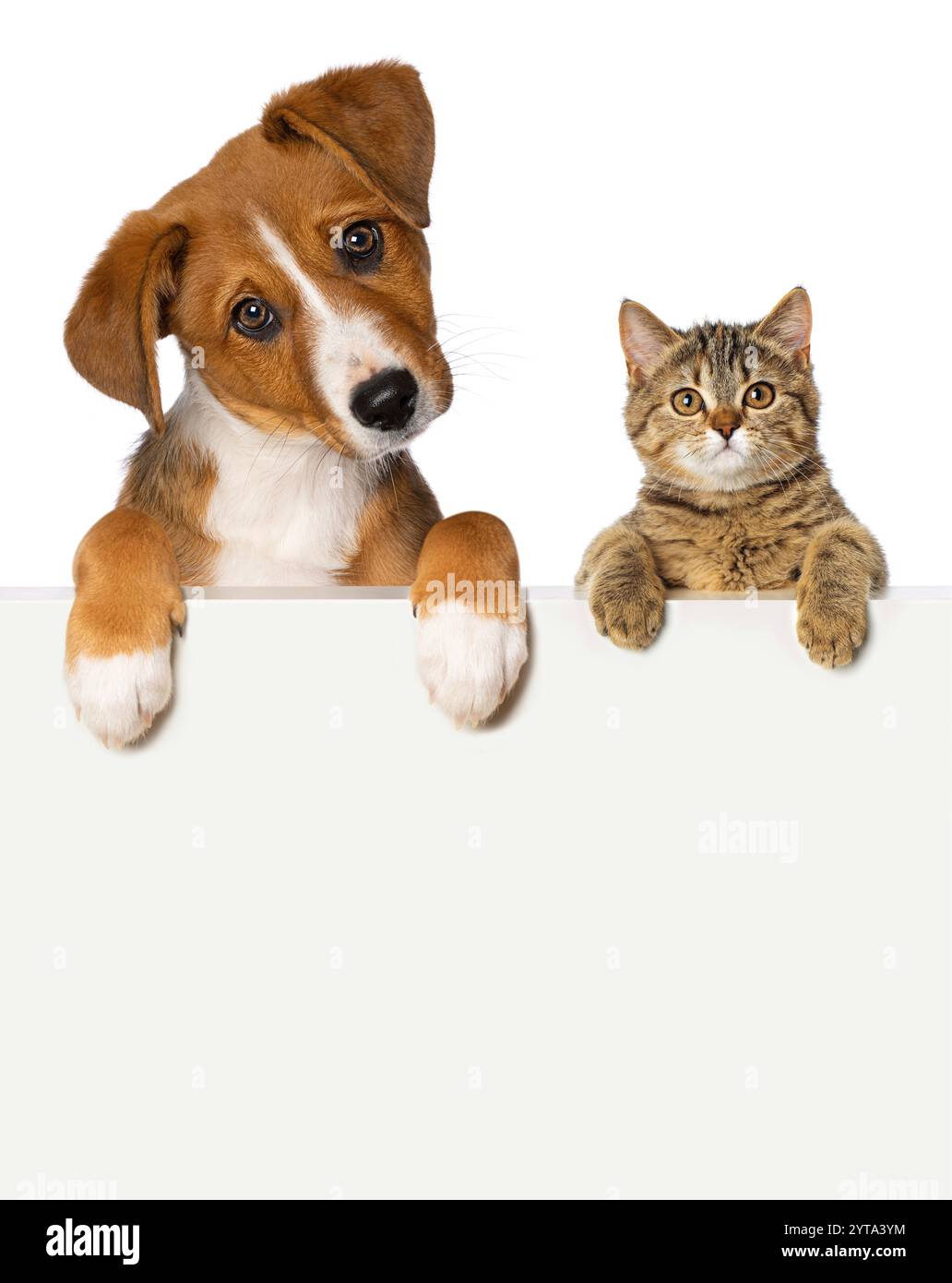 Looking over white wall hi-res stock photography and images - Alamy
